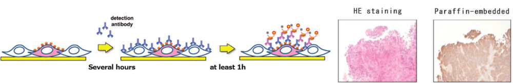FF beads/ FS beads - FG beads TAMAGAWA SEIKI